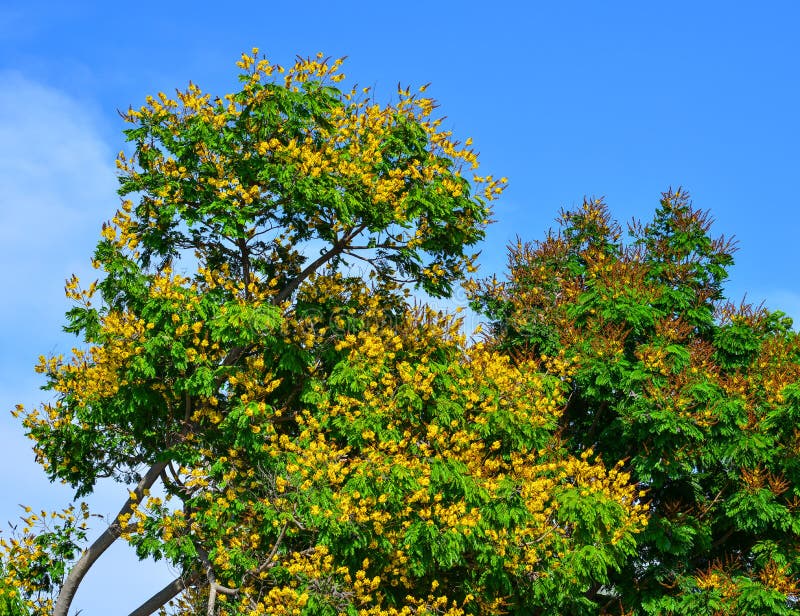 Peacock Flowers on Tree in Summer Stock Image - Image of green ...