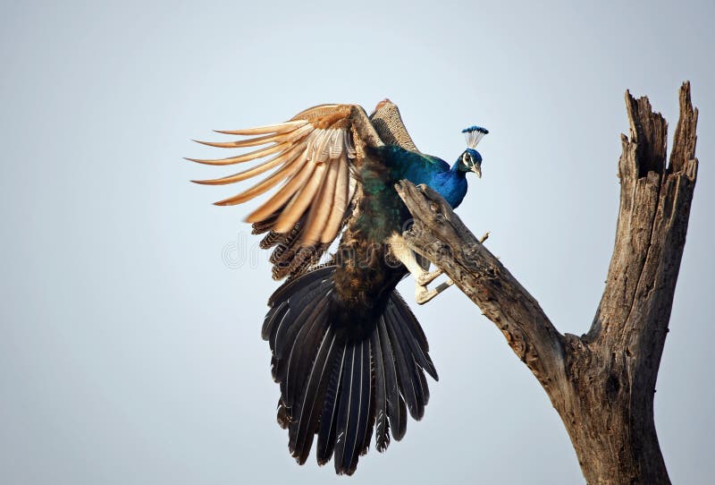Peacock Perched High in a Tree in the Forest Stock Photo - Image of ...