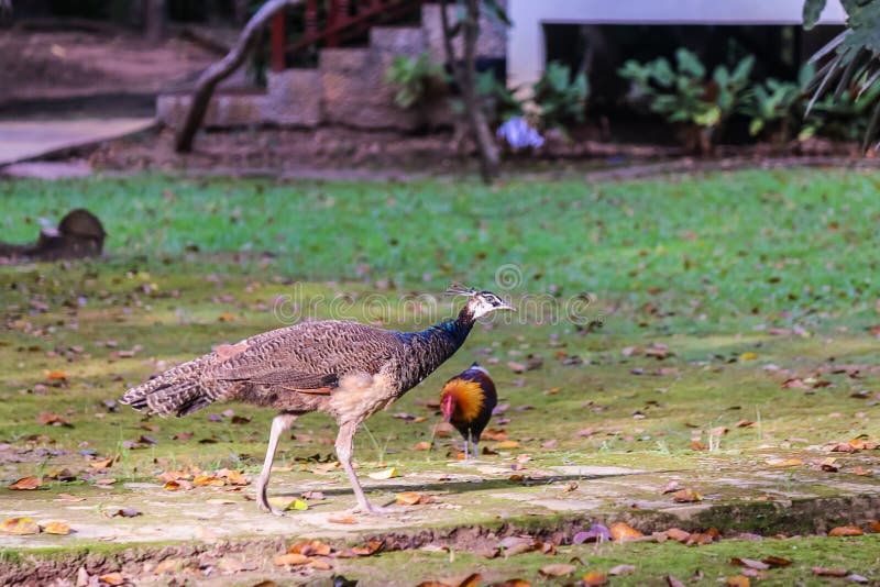 Peacock in forest stock photo. Image of natural, peacock - 83361870