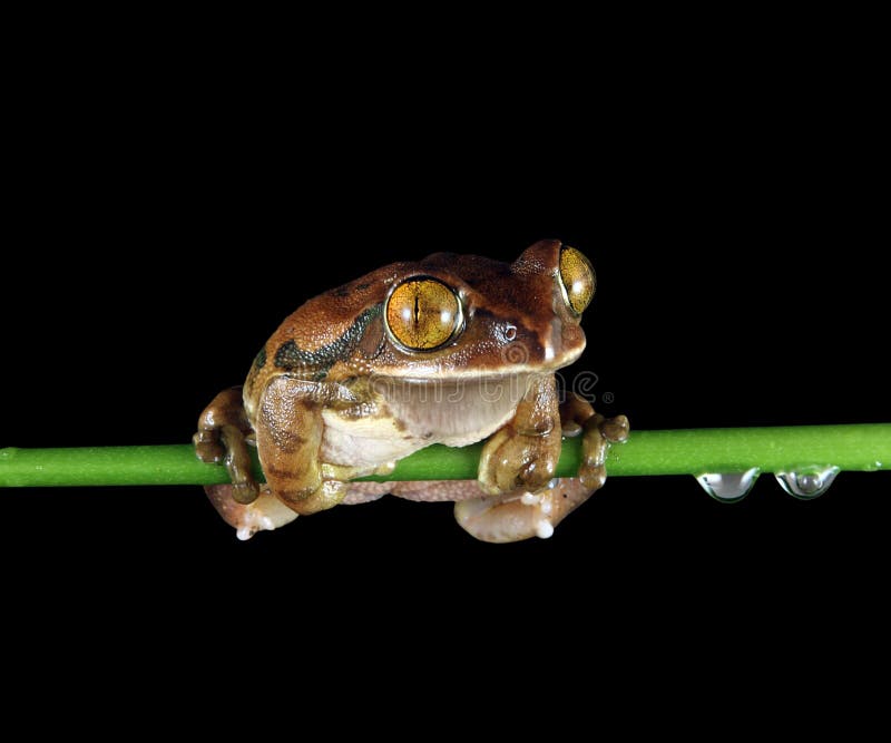 Peacock Tree Frog stock photo. Image of tropical, animal - 20427924