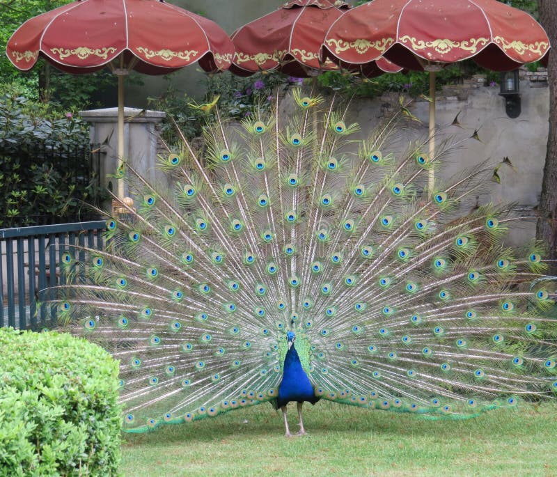 Peacock Tumblr Theme