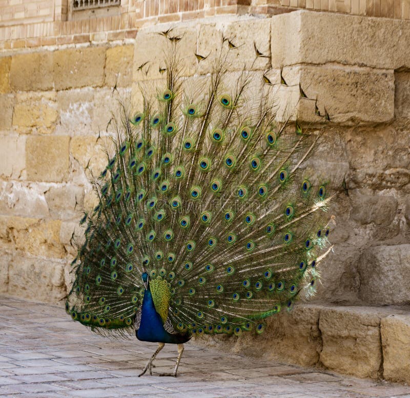 Peacock in full display stock photo. Image of plumage - 138802364