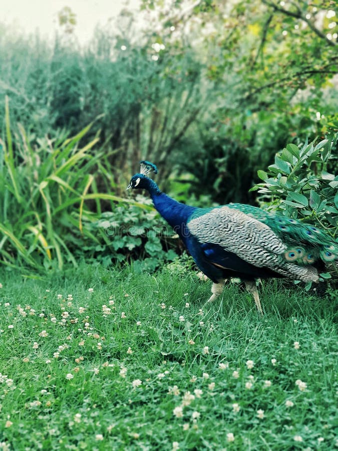 Peacock in the garden stock image. Image of grass, nature - 179841717