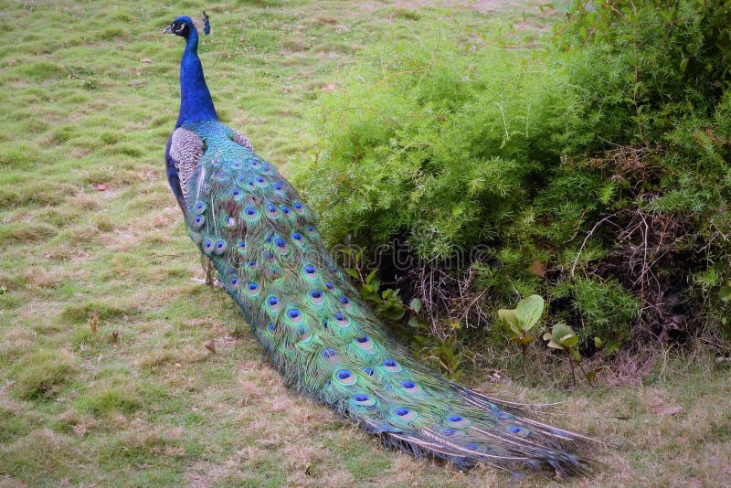 Peacock back stock photo. Image of male, traditional - 39826816