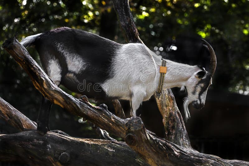 Peacock goat 7 stock photo. Image of obstinate, ruminant - 165810016