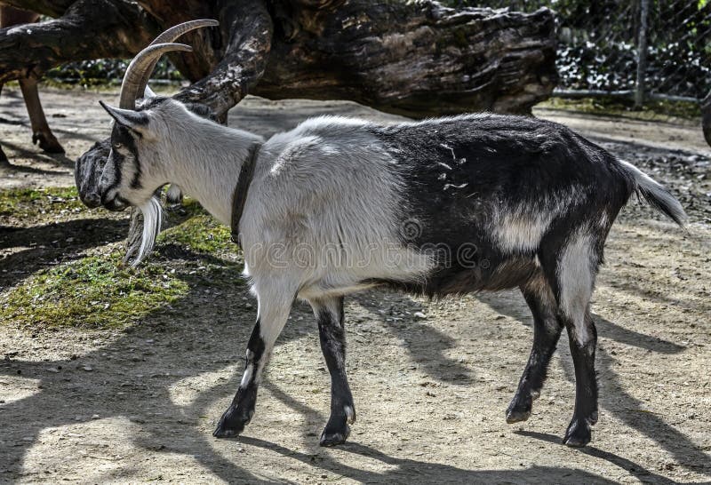 Peacock goat 1 stock image. Image of obstinate, pasture - 144268297