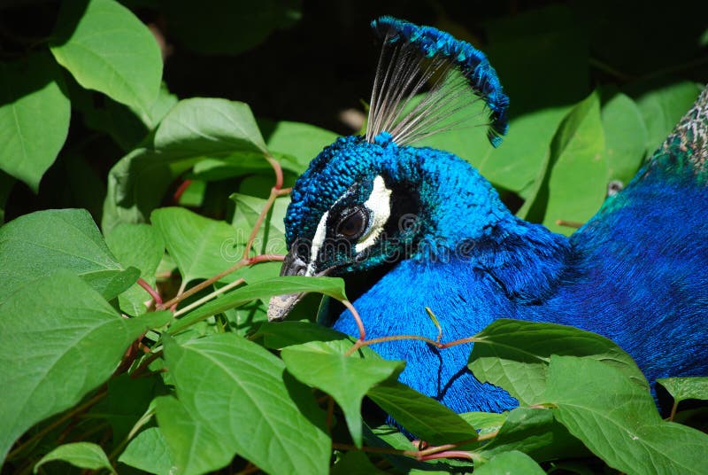 Peacock in green leaves stock image. Image of leaves - 30959685