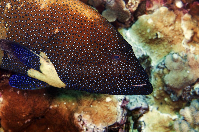 Peacock Grouper stock image. Image of saltwater, reef - 15201615