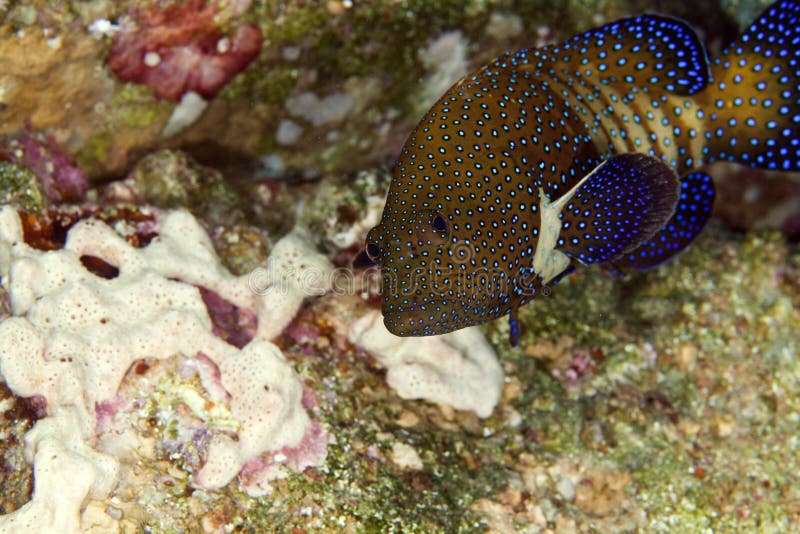 Peacock Grouper (cephalopholis Argus) Stock Photo - Image of peacock ...