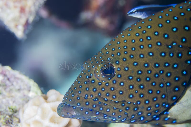 Peacock Grouper Cephalopholis Argus, Stock Photo - Image of marine ...