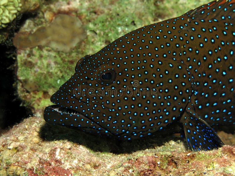 Peacock Grouper Cephalopholis Argus, Stock Photo - Image of ...