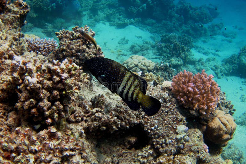 Peacock grouper fish stock image. Image of fish, reef - 36205511