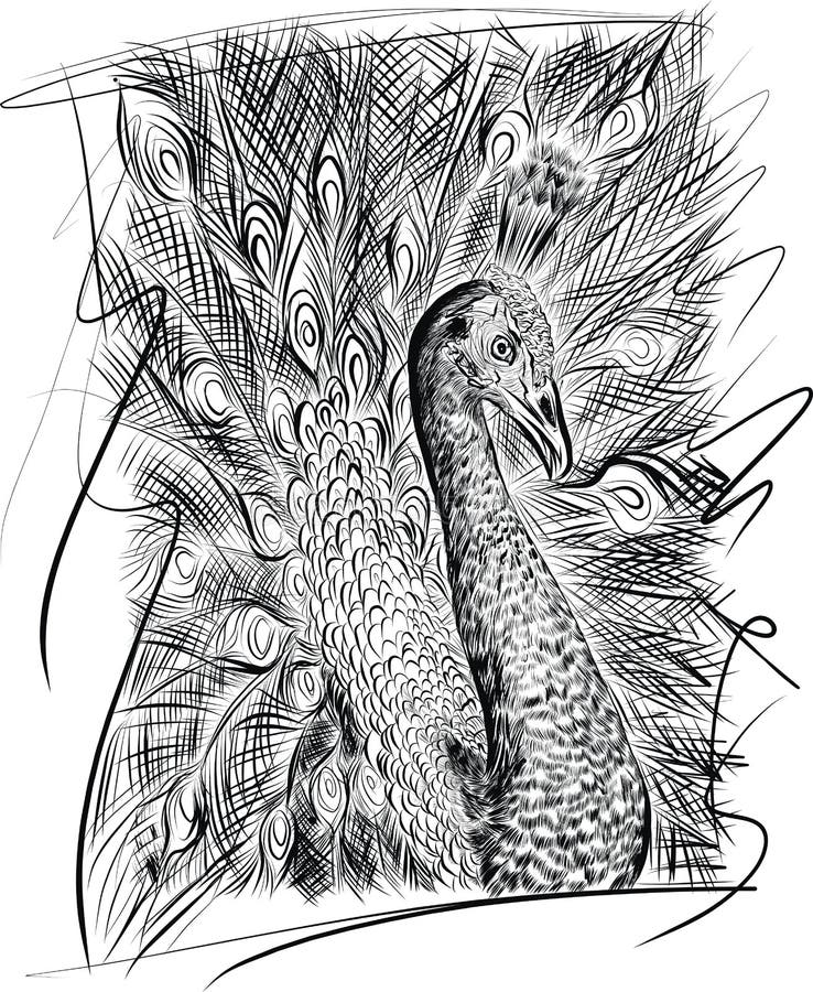 Peacock. Hand Drawing of Bird from Wild Stock Vector - Illustration of ...