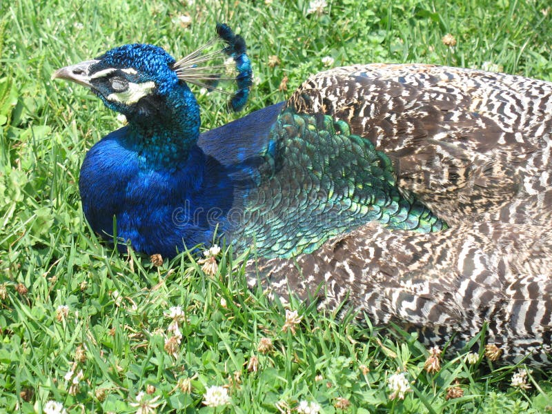 1,655 Happy Peacock Stock Photos - Free & Royalty-Free Stock Photos ...