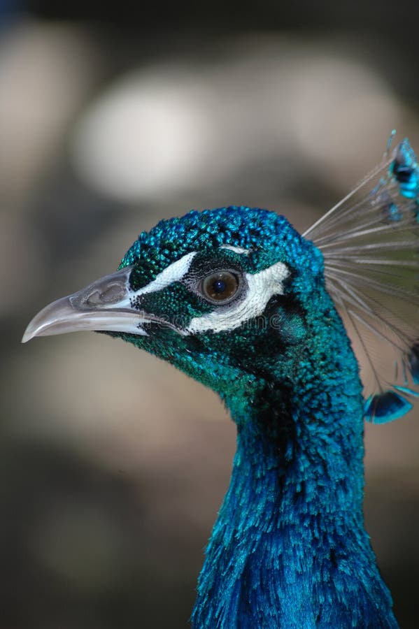 Peacock Head stock photo. Image of blue, colorful, beak - 278174