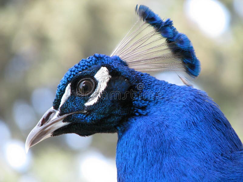 Peacock head stock photo. Image of nature, animal, wildlife - 5710382