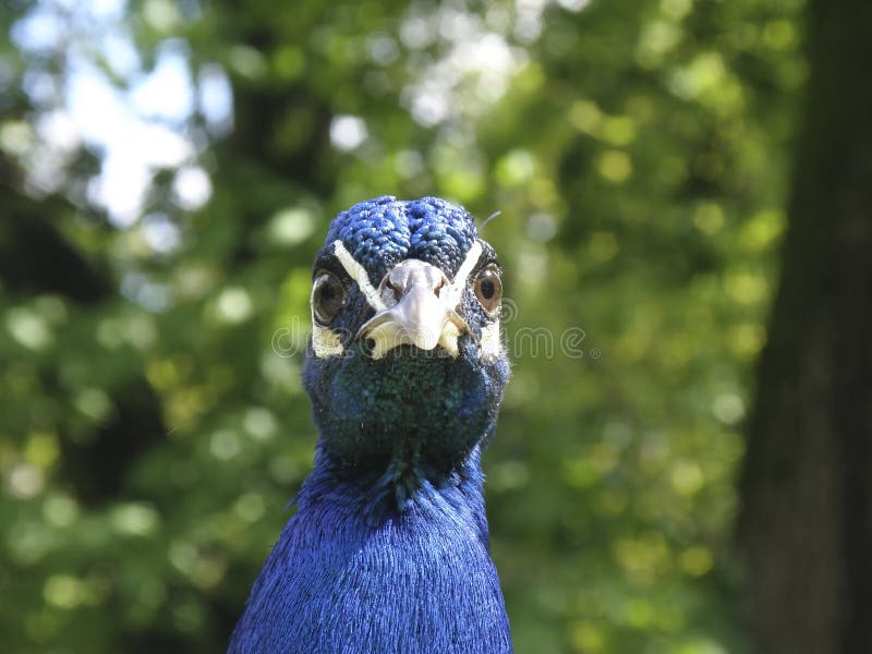 Angry Peacock Stock Photos - Free & Royalty-Free Stock Photos from ...