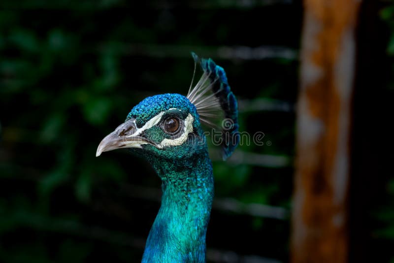 Peacock head and crest stock image. Image of animal - 299245639