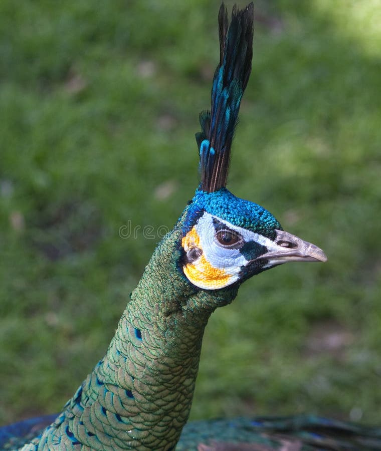 Peacock Head and Neck Portrait Stock Image - Image of cristatus, large ...
