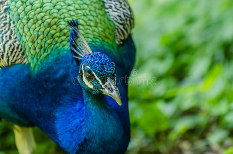 Peacock head side stock photo. Image of wildlife, national - 118445186