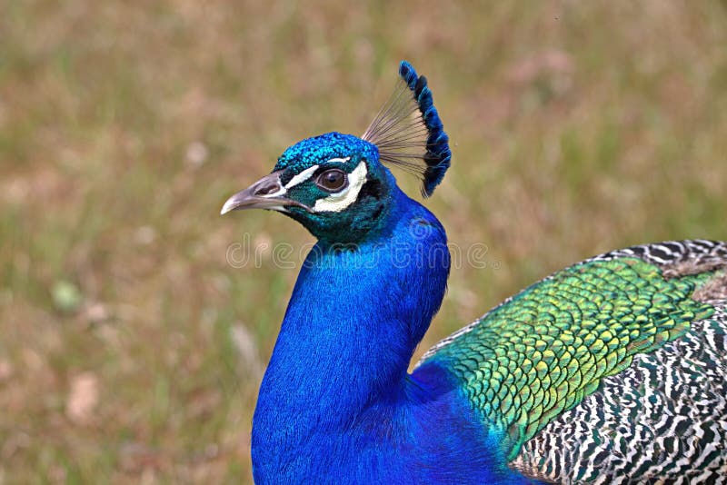 Peacock head side view stock image. Image of nature - 383825449