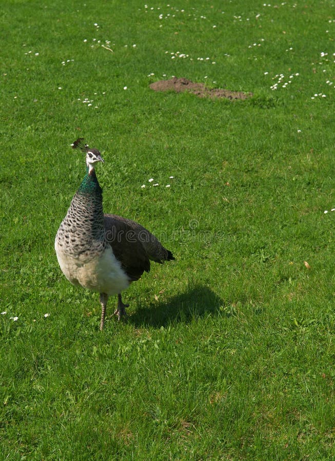 Peacock hen stock photo. Image of bird, garden, nature - 9237516