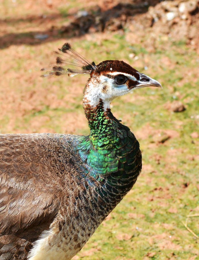Peacock hen stock image. Image of feather, focus, female - 45851871