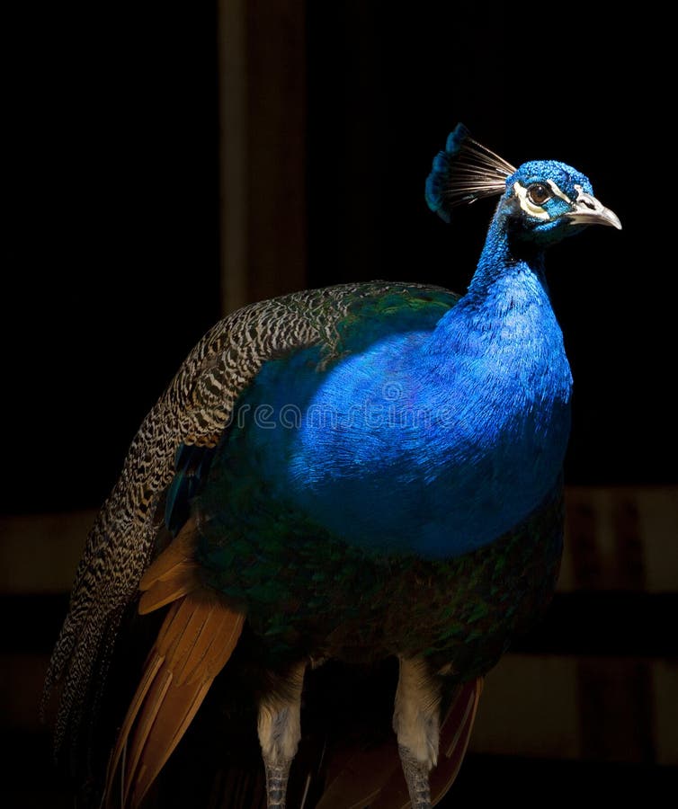 Peacock head and neck 1 stock photo. Image of natural - 38847672