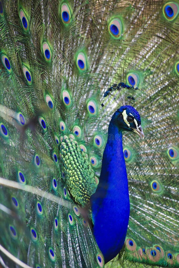 Peacock stock photo. Image of fanned, peacock, bird, birds - 30716086