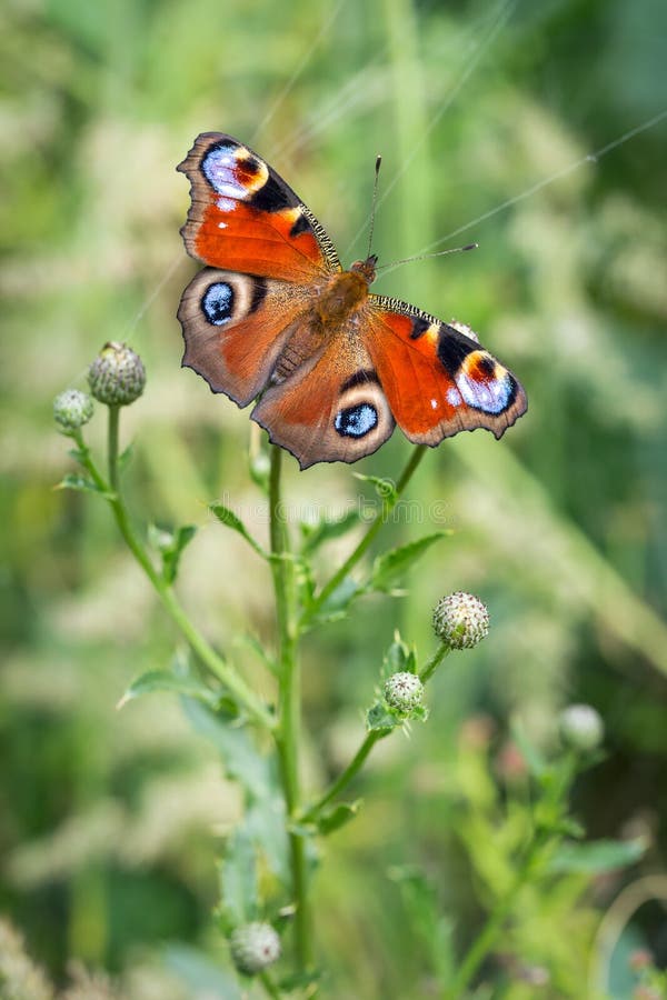 Peacock Inachis io stock image. Image of season, european - 61396125