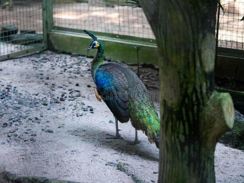 Peacock inside of the cage stock image. Image of animal - 220889879