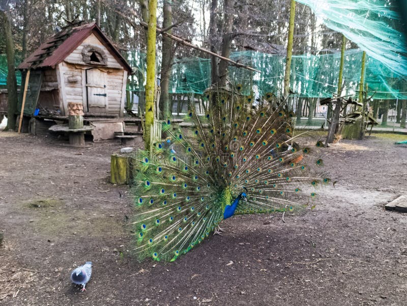A Peacock with Its Feathers Spread Out in the Dirt Stock Photo - Image ...
