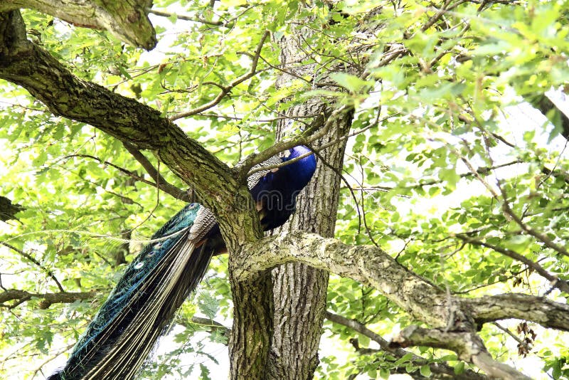 Peacock stock image. Image of bird, tree, habitat, closeup - 62878313