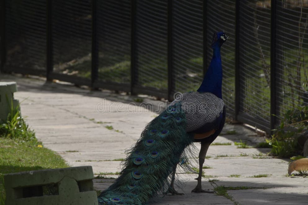 A Peacock with Its Tail Down Moves Along the Path Stock Photo - Image ...