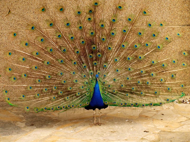 Peacock stock image. Image of colorful, extended, color - 72995141