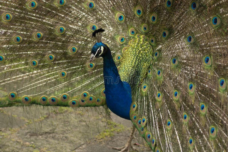Peacock with Its Tail Opened with Colourful Feathers Stock Image ...