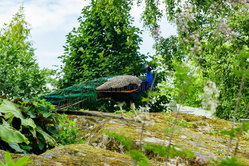 Peacock in Korkeasaari Zoo in Helsinki at Summer Stock Photo - Image of ...