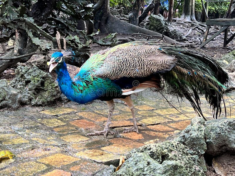 Peacock stock image. Image of stunning, feather, bird - 265286871