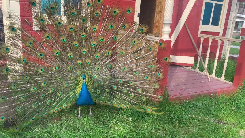 Peacock with Large Tail Shaking Like Fan Stock Video - Video of ...