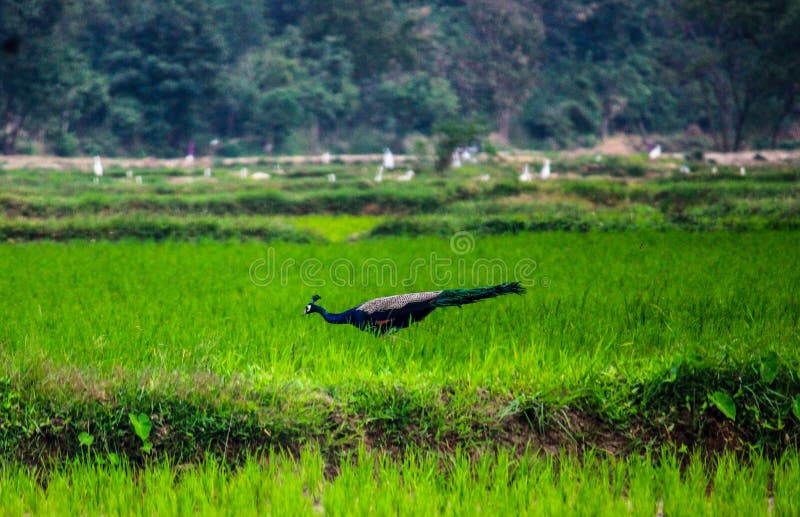 Peacock with Long Feathers in a Paddy Field in Kerala Stock Image ...