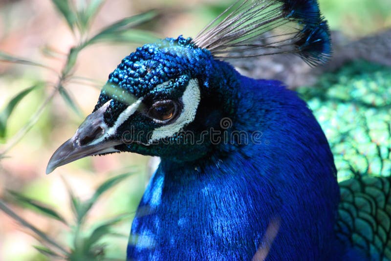 Peacock look stock photo. Image of light, head, dappled - 10780622