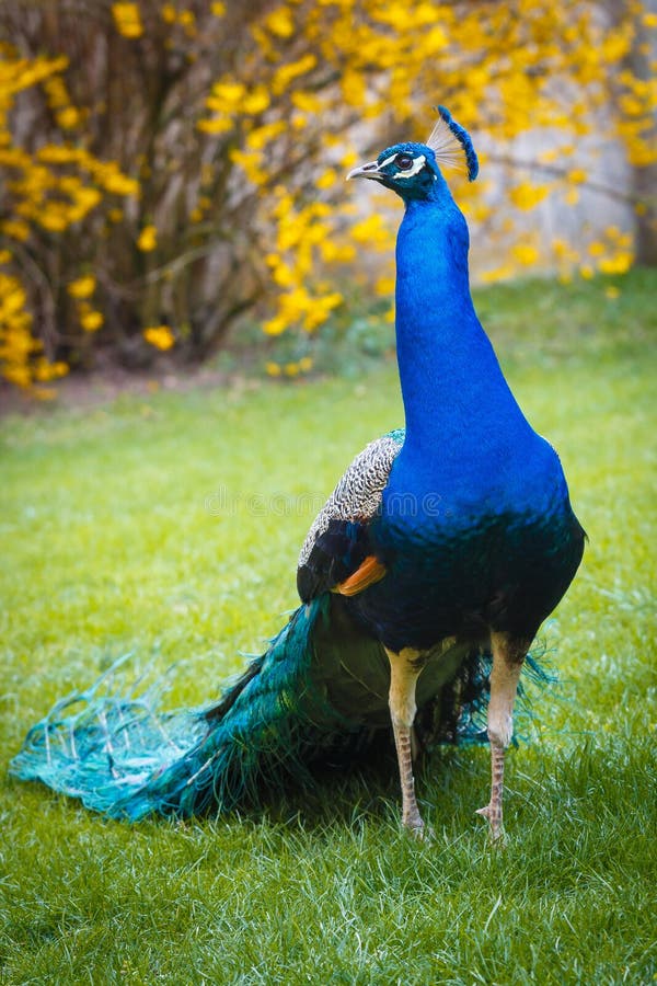 Peacock stock photo. Image of feather, animal, green - 96559734