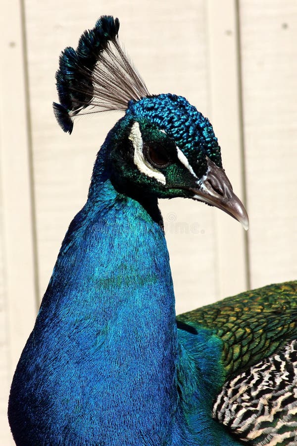 Peacock stock photo. Image of peacock, bird, pretty, head - 58495758