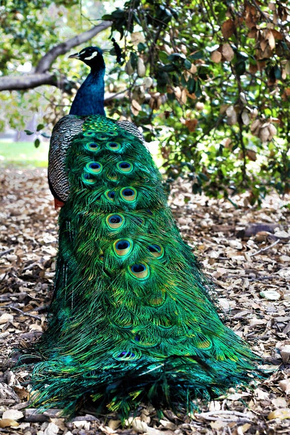 Peacock stock image. Image of nature, beautiful, animals - 41697131