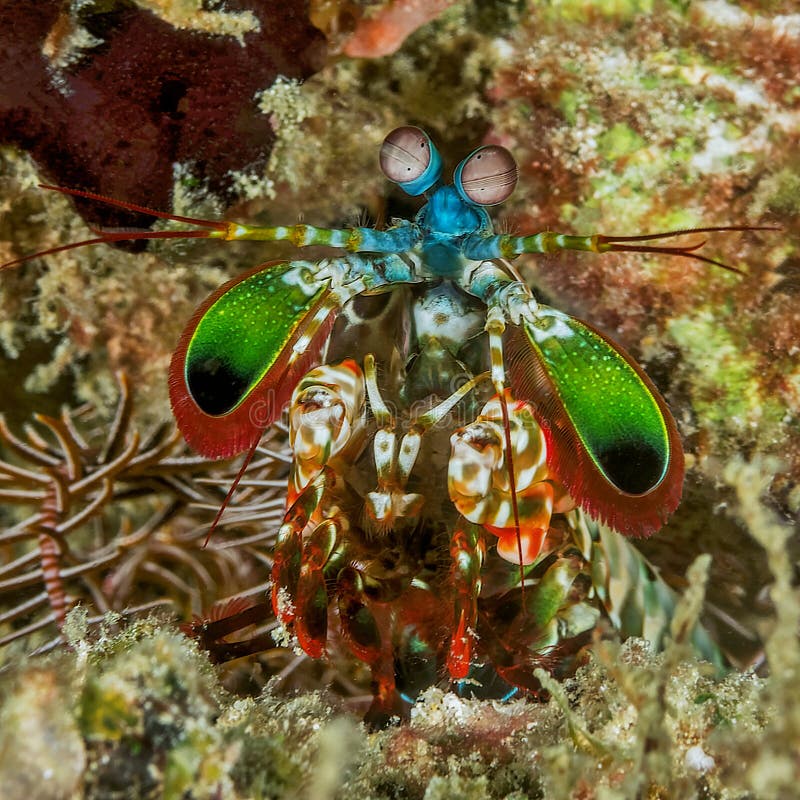 Peacock mantis shrimp stock photo. Image of harlequin - 85369002