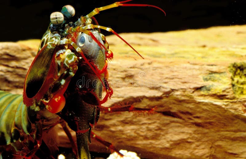Mantis Shrimp Eating Fish