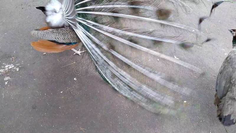 Peacock Mating Dance at the Zoo in the Aviary Stock Footage - Video of ...