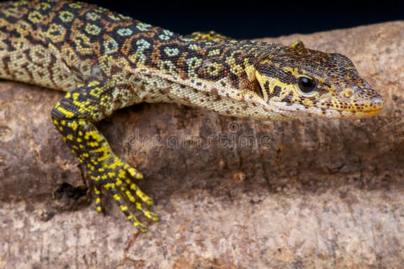 Peacock monitor stock photo. Image of yellow, lizard - 15569220