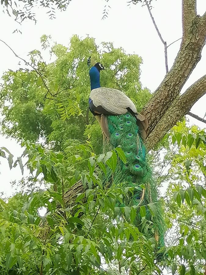 Peacock stock image. Image of flower, nature, tree, animal - 250608971