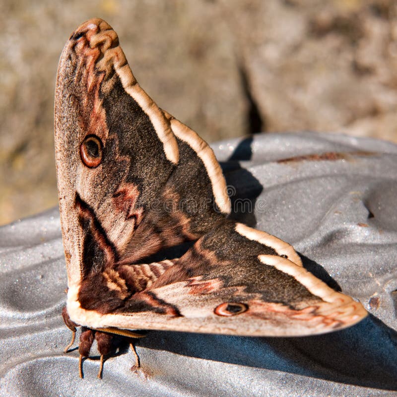 Peacock Moth - Saturnia Pyri, Square Crop Stock Photo - Image of square ...